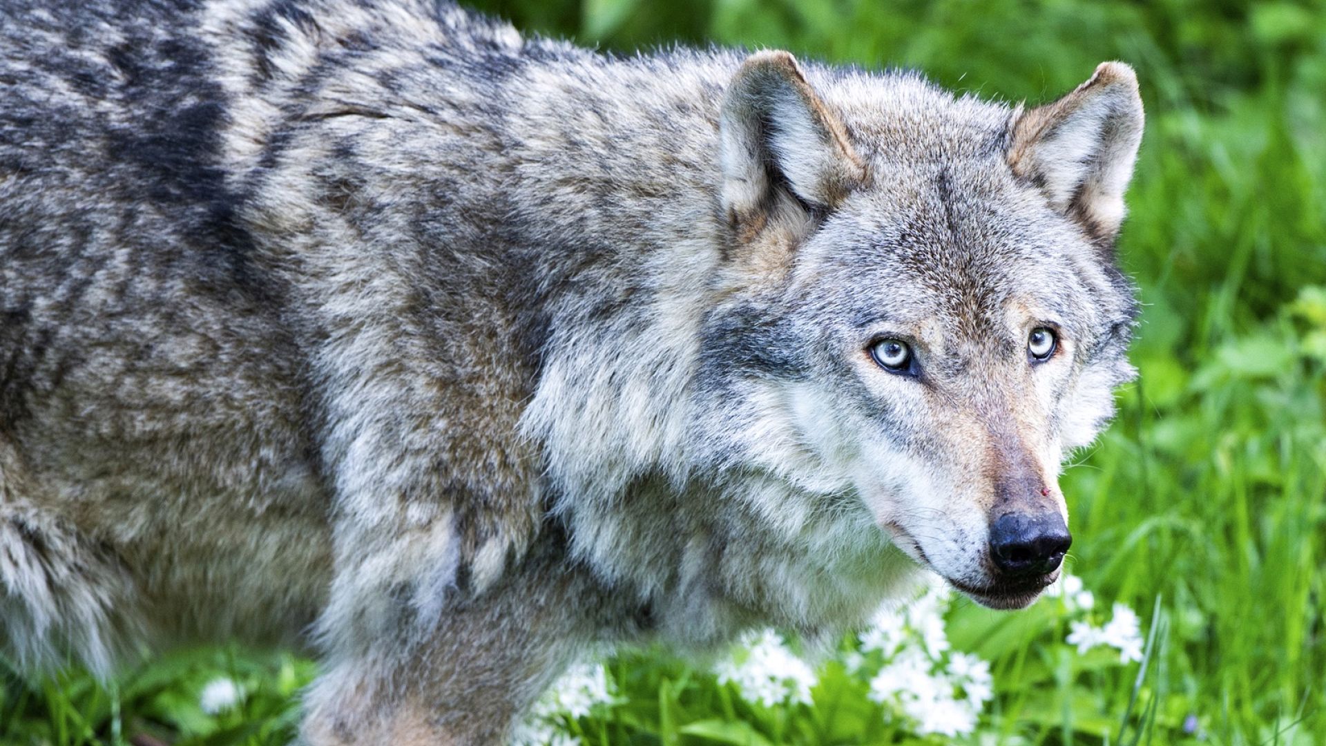 EU will review the protection status of wolves as Ursula von der Leyen ...