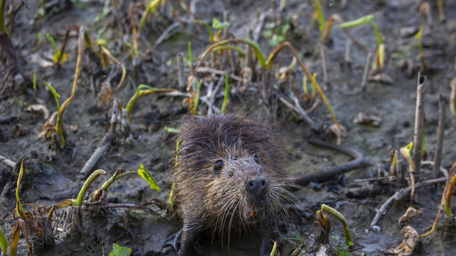 Invasive species are causing hundreds of billions in economic damage ...