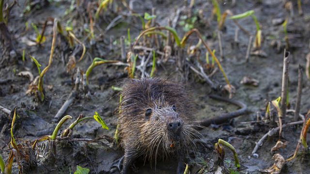 Invasive species are causing hundreds of billions in economic damage ...