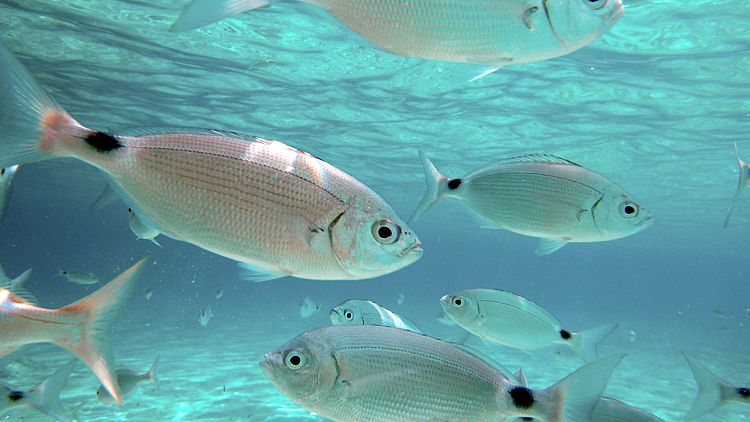 Benidorm tourists warned about fish attacks after 15 people a day ...