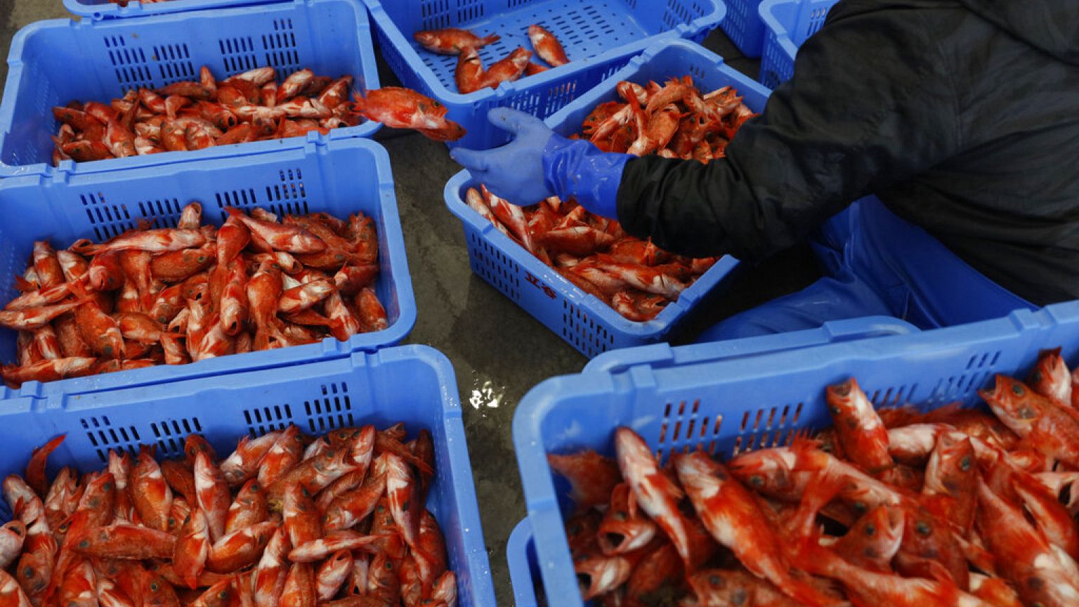 Are thousands of dead fish washing up in Japan after the release of ...