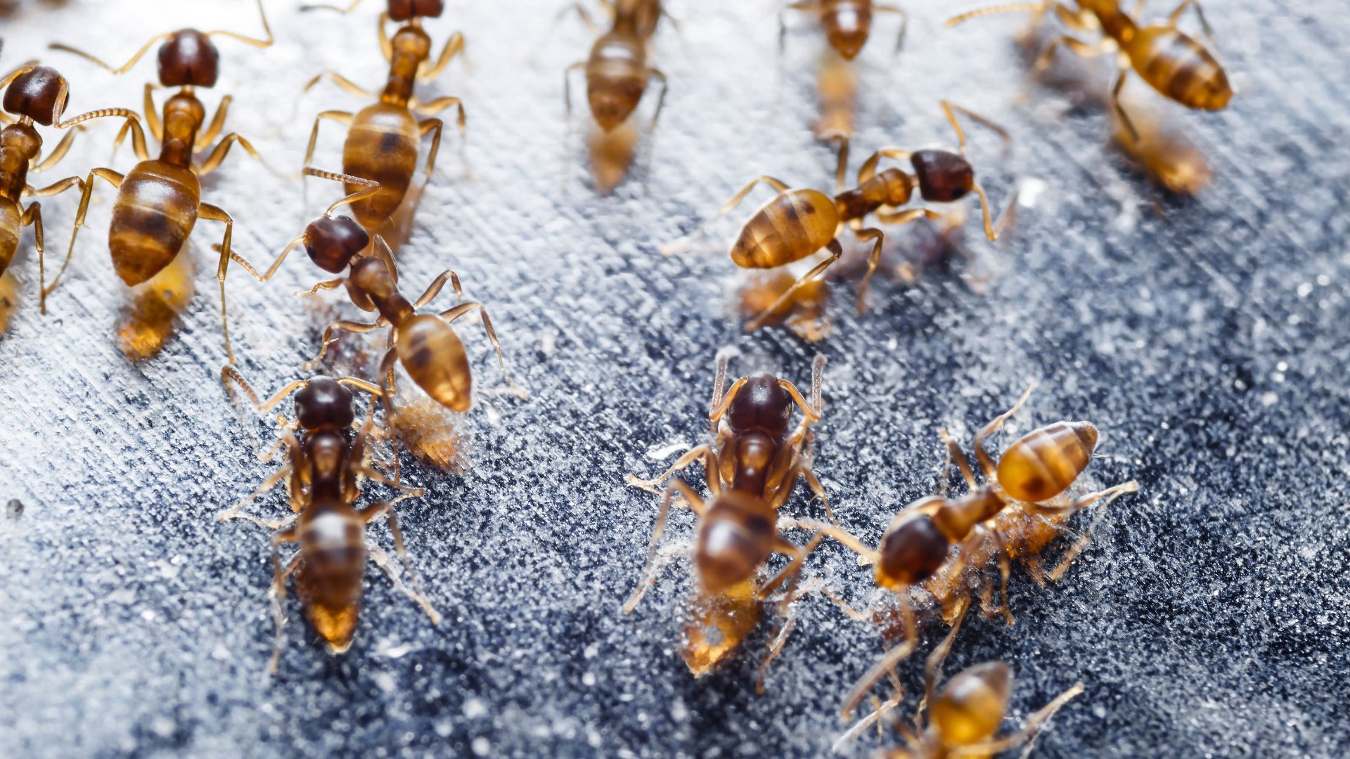 Invasive fire ants have made it to Europe - and they’re likely to ...