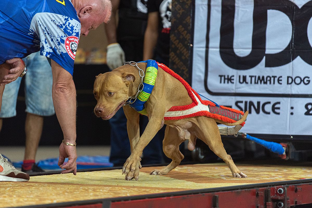 UK's American XL Bully ban: Which dangerous dogs are banned in Europe ...