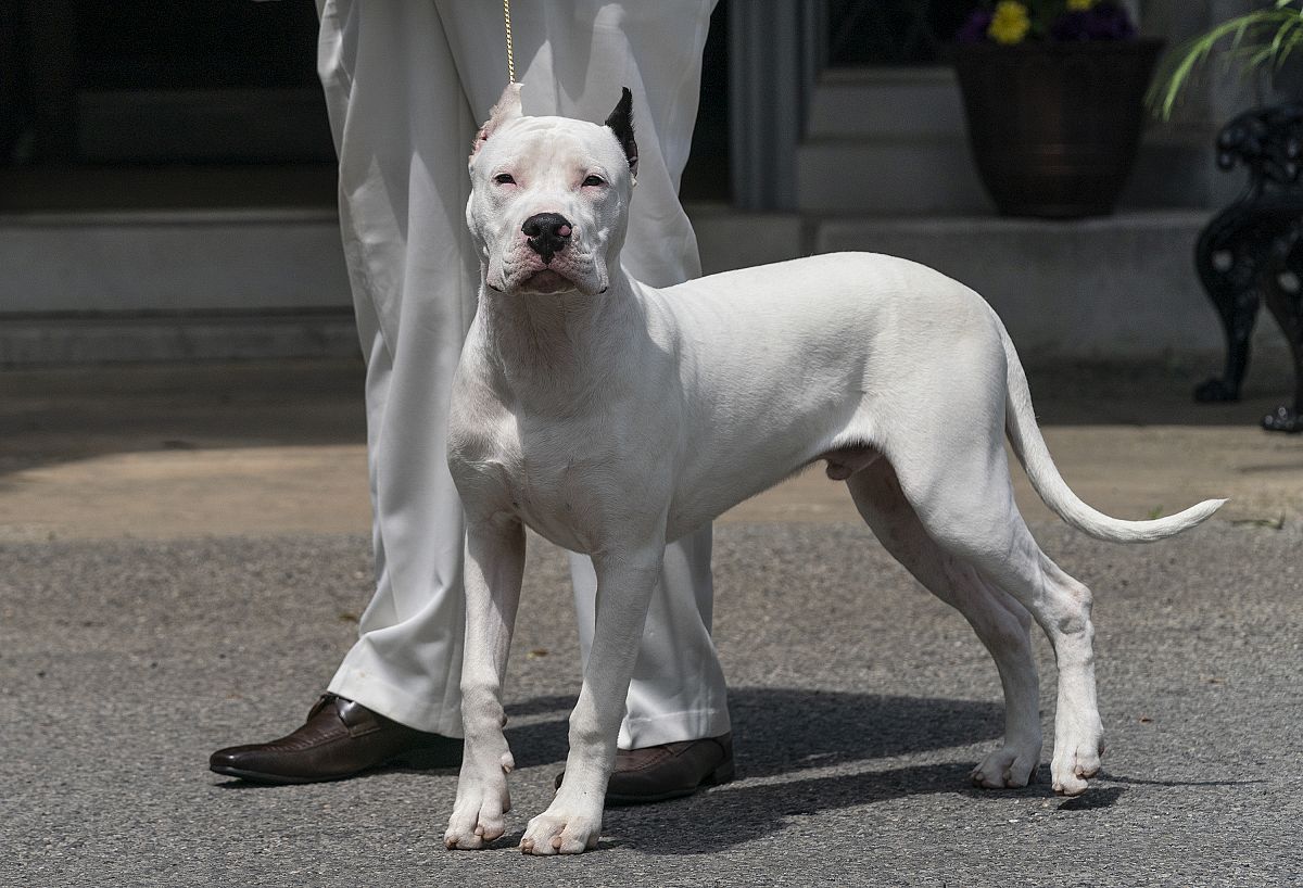 UK's American XL Bully ban: Which dangerous dogs are banned in Europe ...