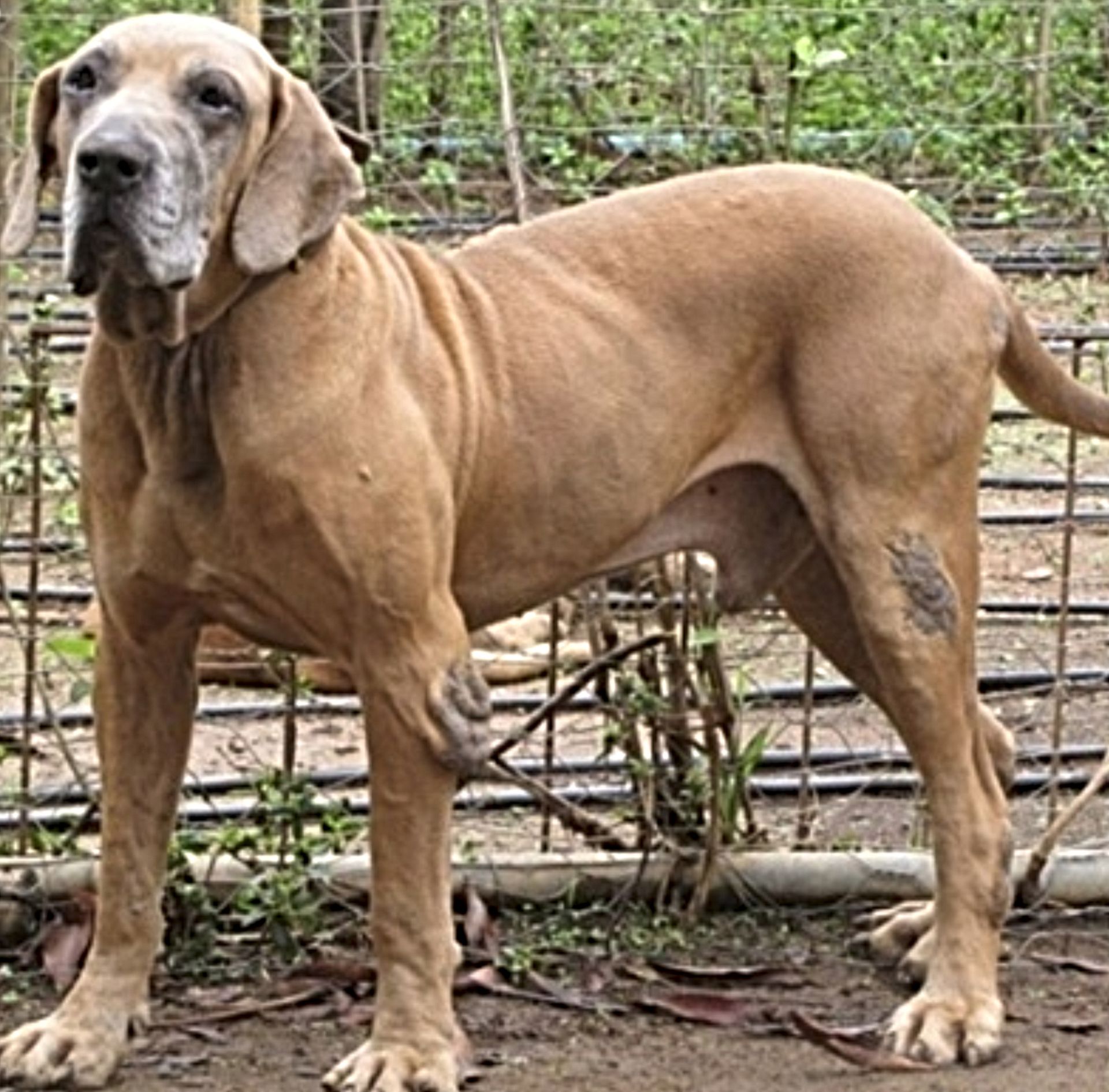 UK's American XL Bully ban: Which dangerous dogs are banned in Europe ...