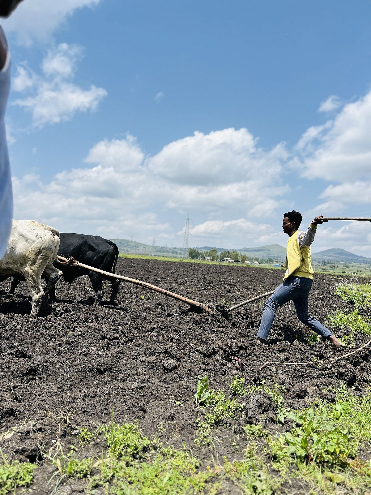 Combatting biopiracy: Ethiopian entrepreneur revives teff farming for ...