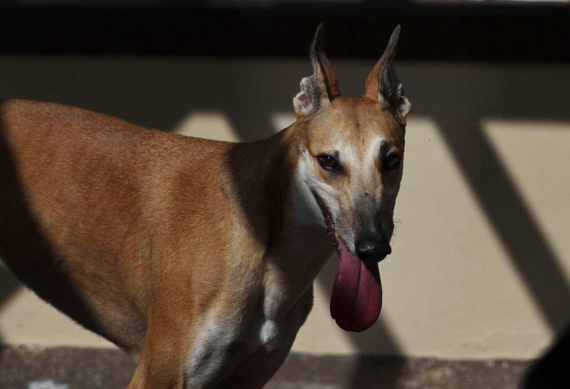 'Cruel' greyhound racing should be banned, says leading UK charity ...