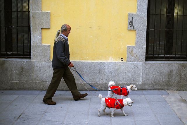 Spain has overhauled animal welfare laws. Here's what's new | Euronews