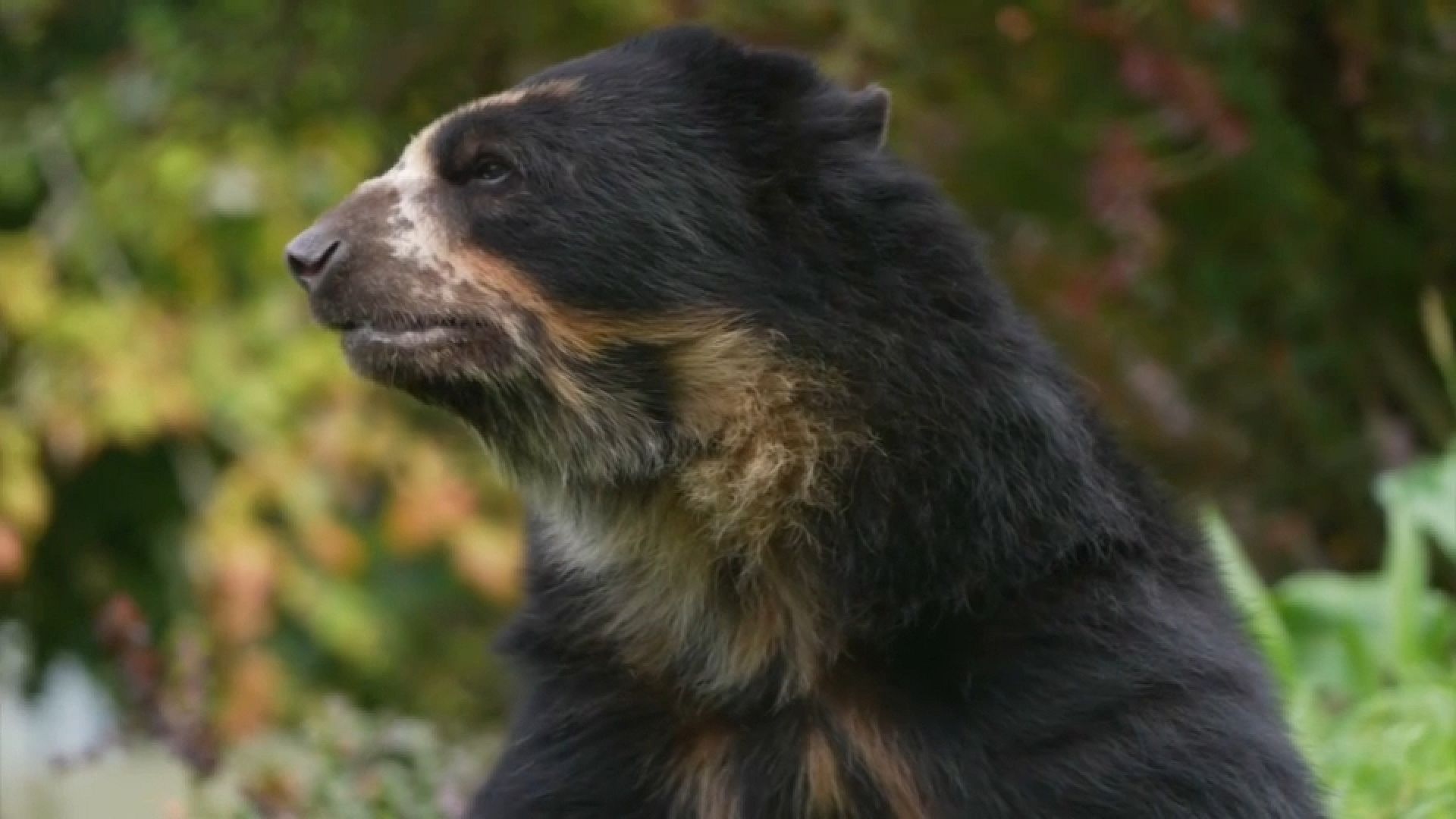 شاهد: دب الأنديز الوحش النادر يصل إلى حديقة حيوان بريطانية لإنقاذه من ...