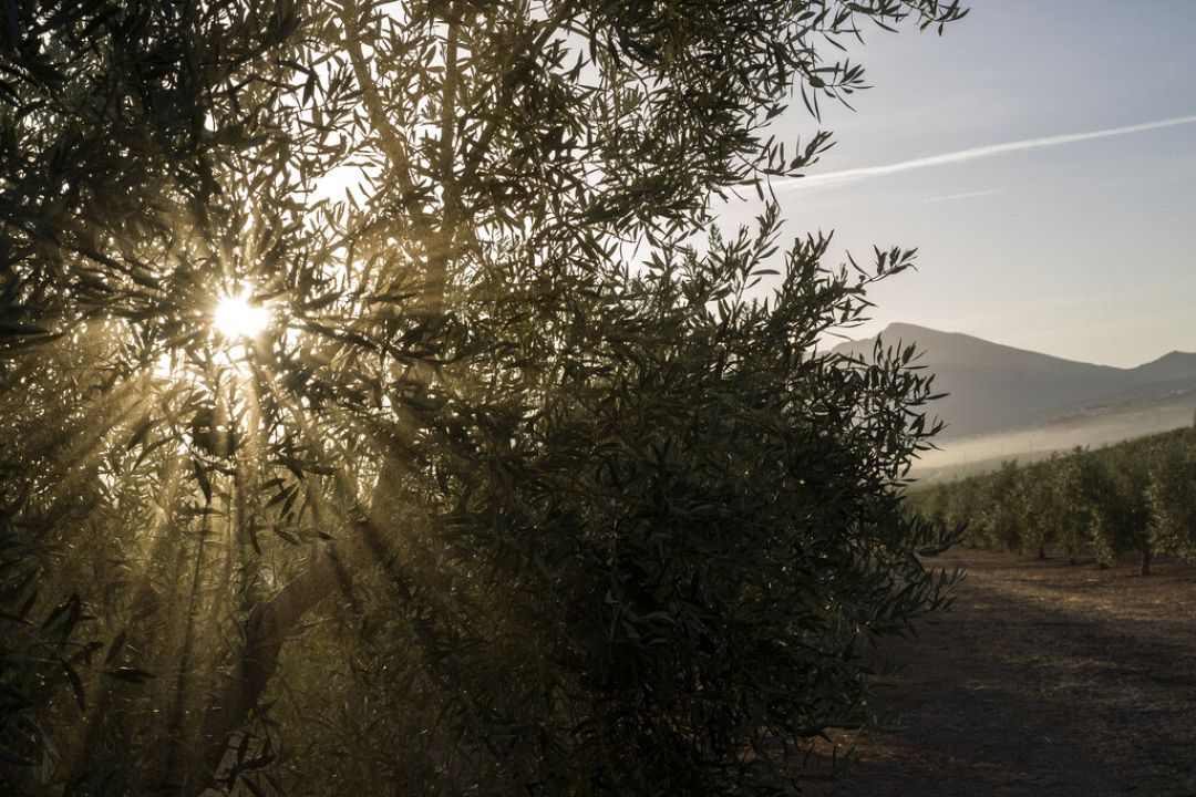 Spain hit hard by rising price of olive oil as climate change takes its ...