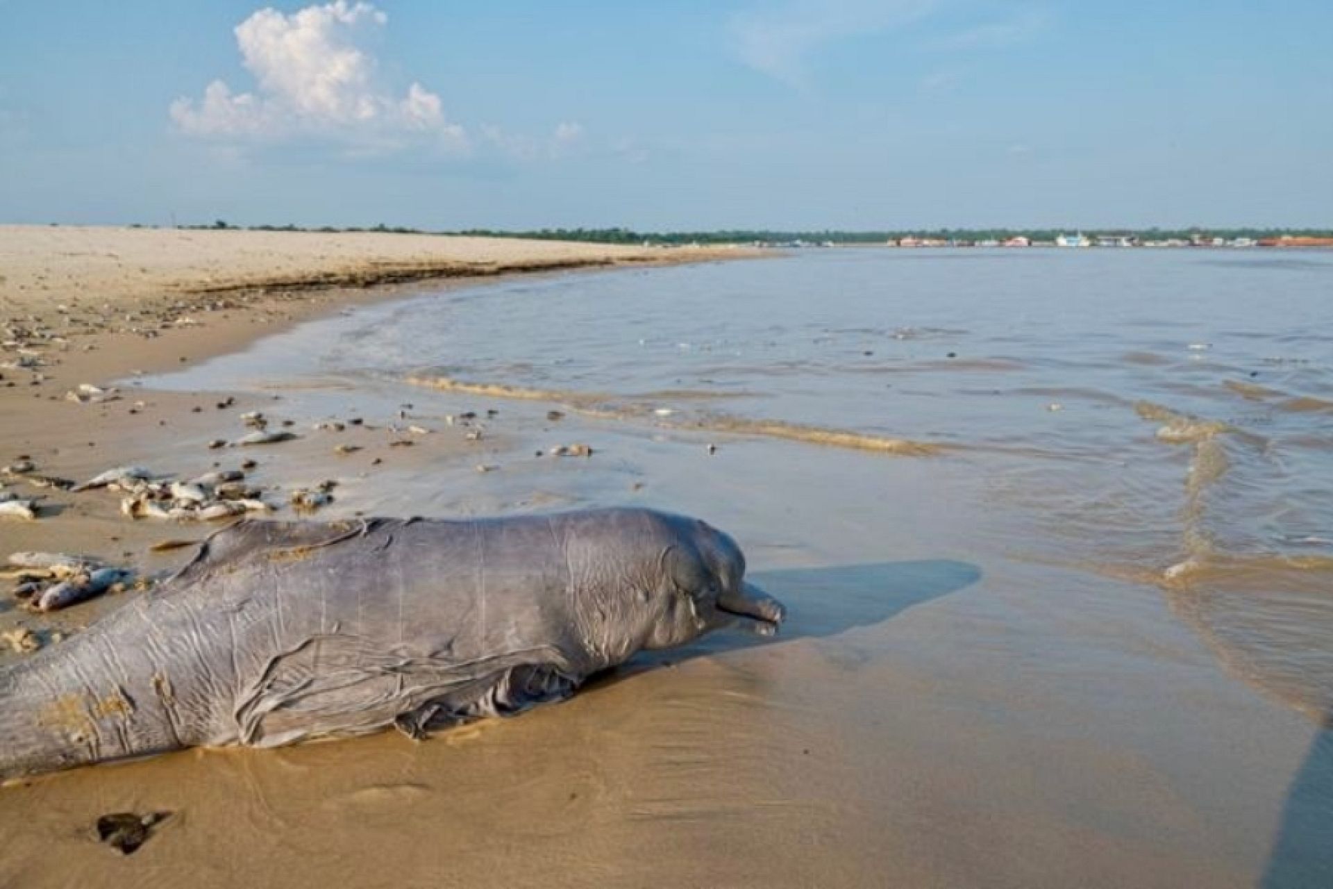 Brezilya Amazonları'nda 100'den fazla nehir yunusu ölü bulundu | Euronews