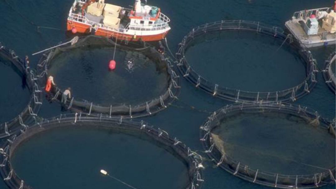 Björk and Rosalía team up to fight industrial fish farming in Iceland ...
