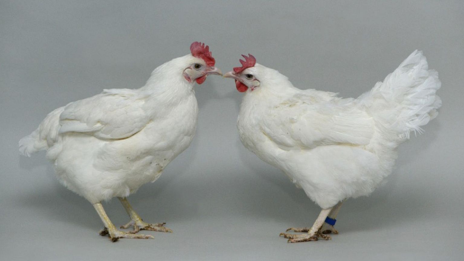 Scientists alter chickens' DNA using gene editing to make them immune ...
