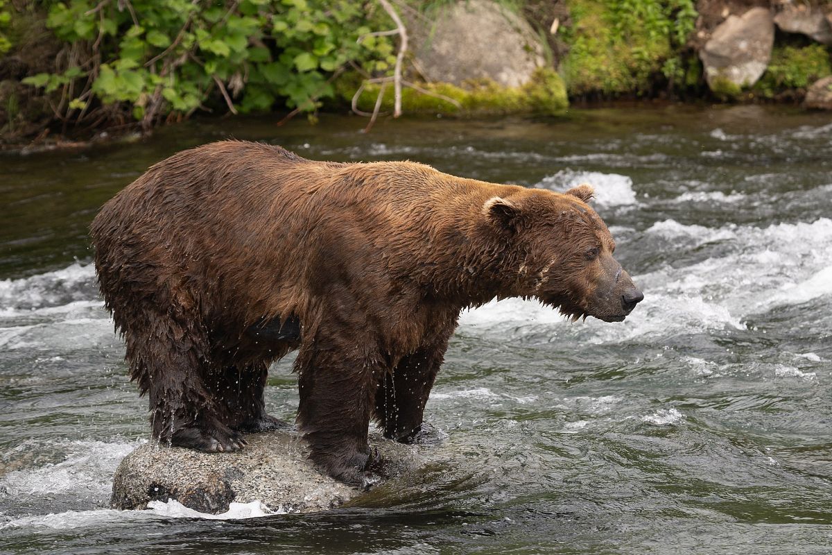 The Internet’s favourite chunky bear has been crowned: Who’s the winner ...