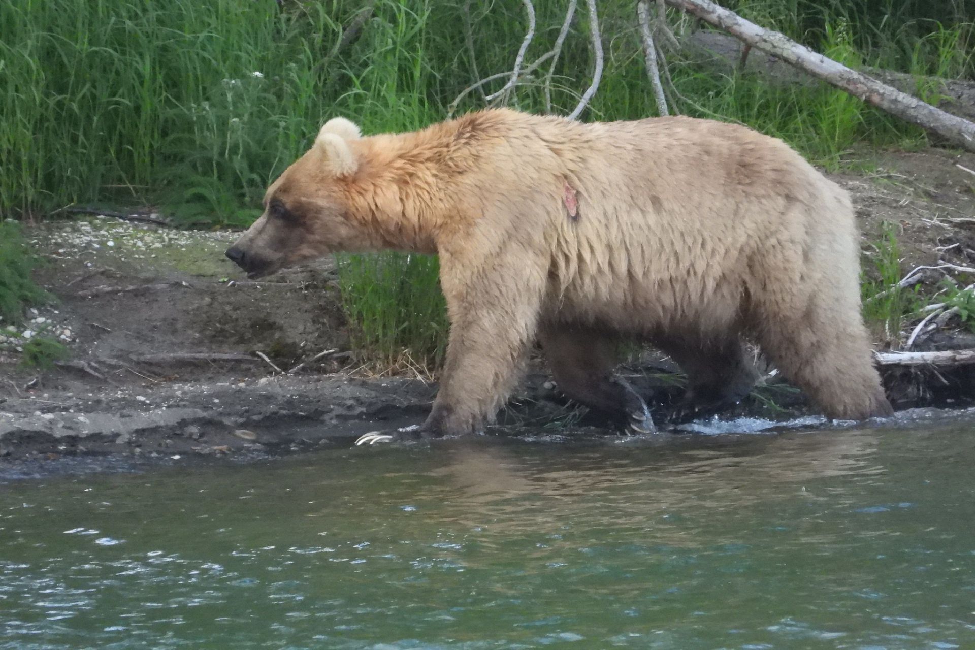 The Internet’s favourite chunky bear has been crowned: Who’s the winner ...