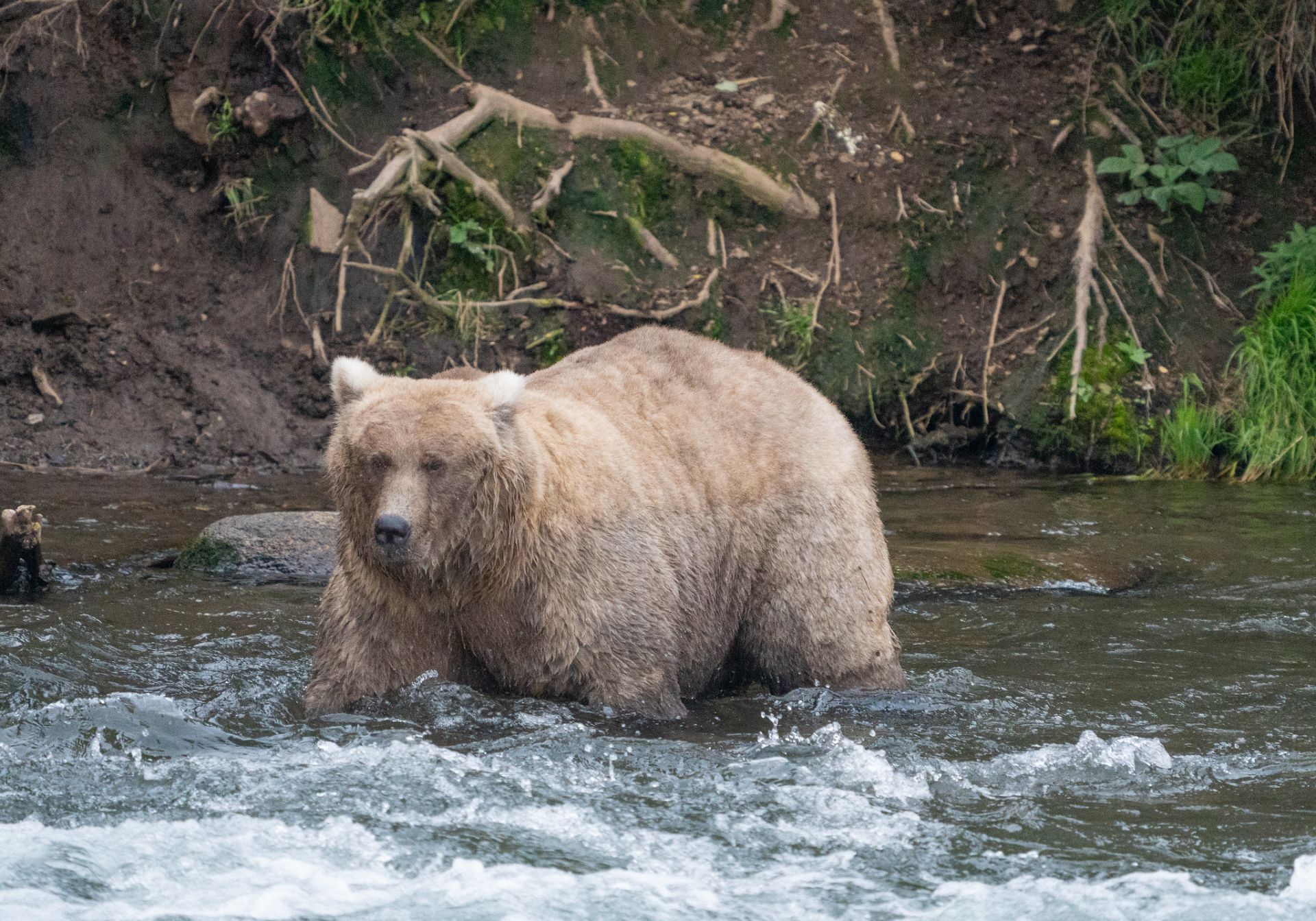 The Internet’s favourite chunky bear has been crowned: Who’s the winner ...