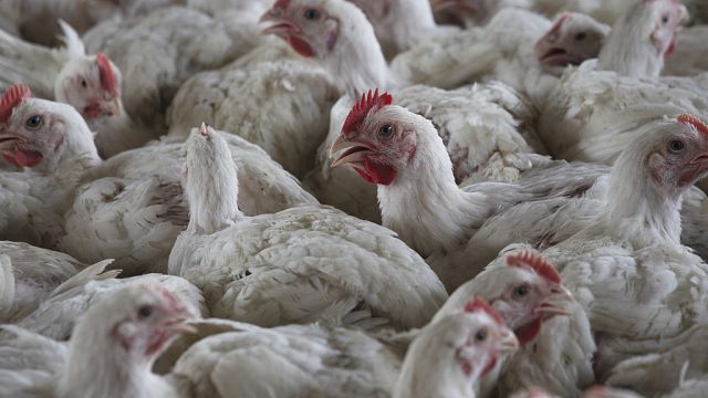 Mozambique burns 45,000 hens as bird flu spreads from South Africa ...