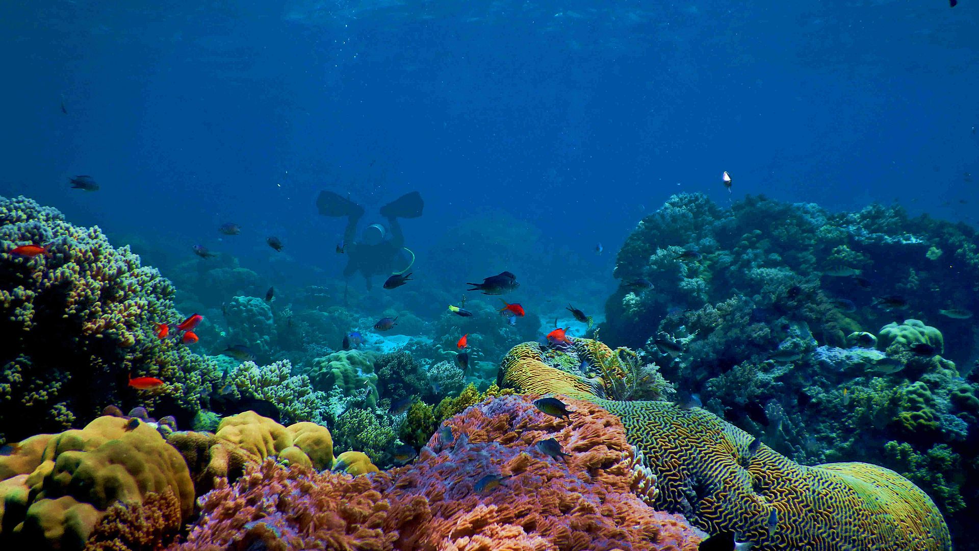 An ambitious plan to save the world’s oceans: What happened at the IUCN ...