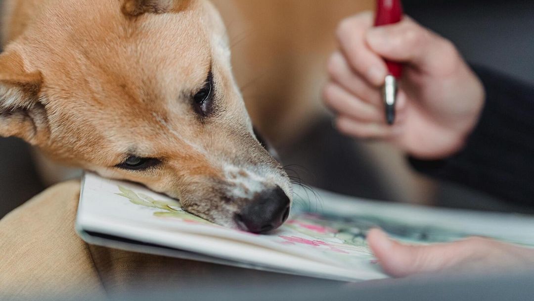 Art for dogs? Mexico museum welcomes pets to new exhibition | Euronews