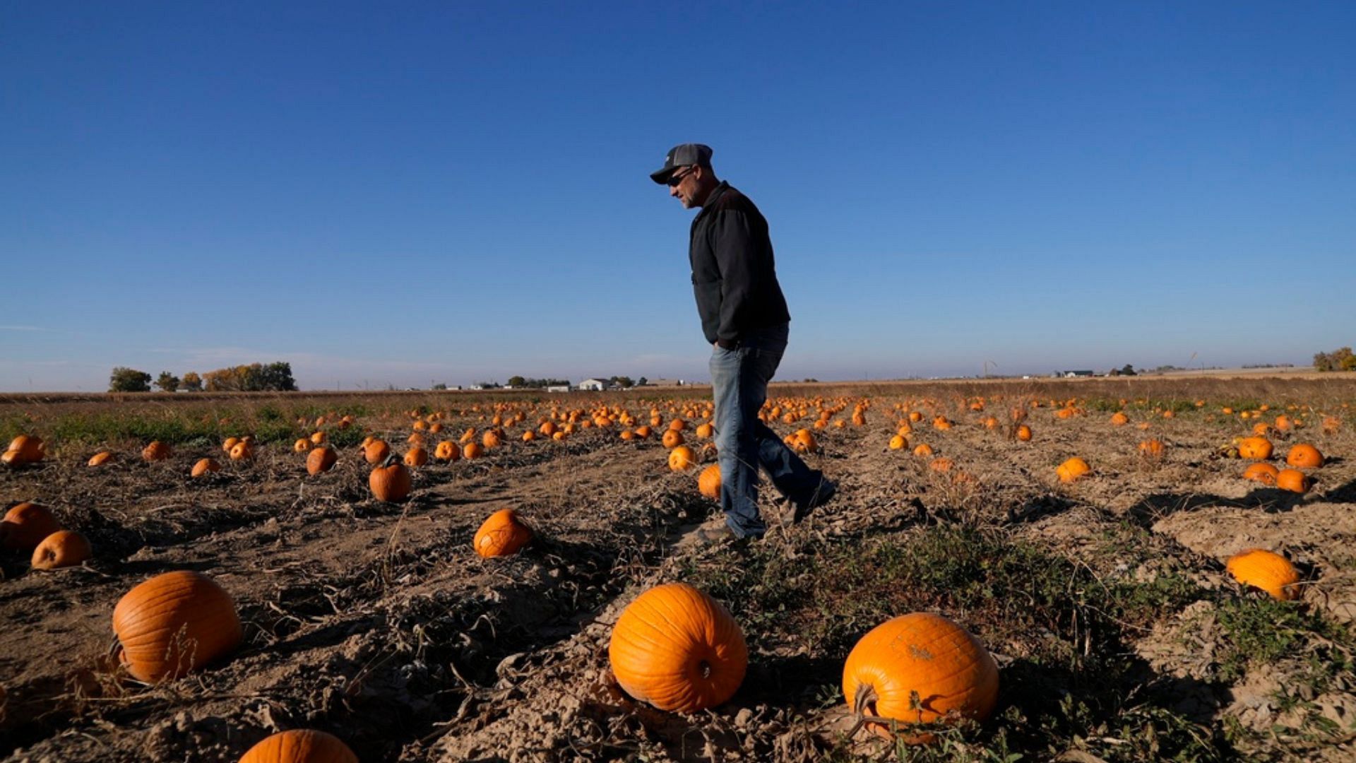 Is climate change picking (off) the best pumpkins this year? Extreme ...