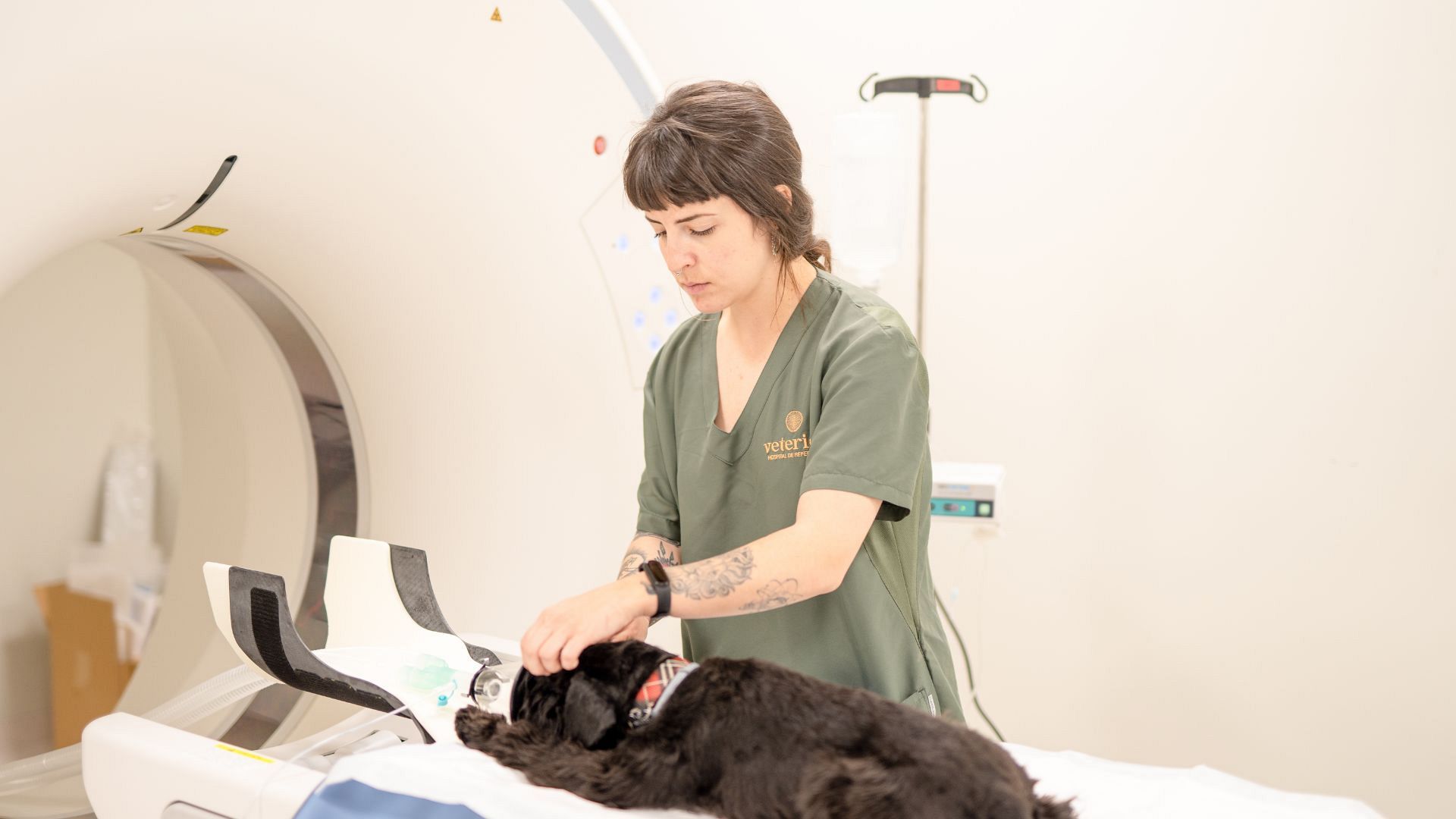 Brain surgery for pets: How our furry friends could drive the next ...
