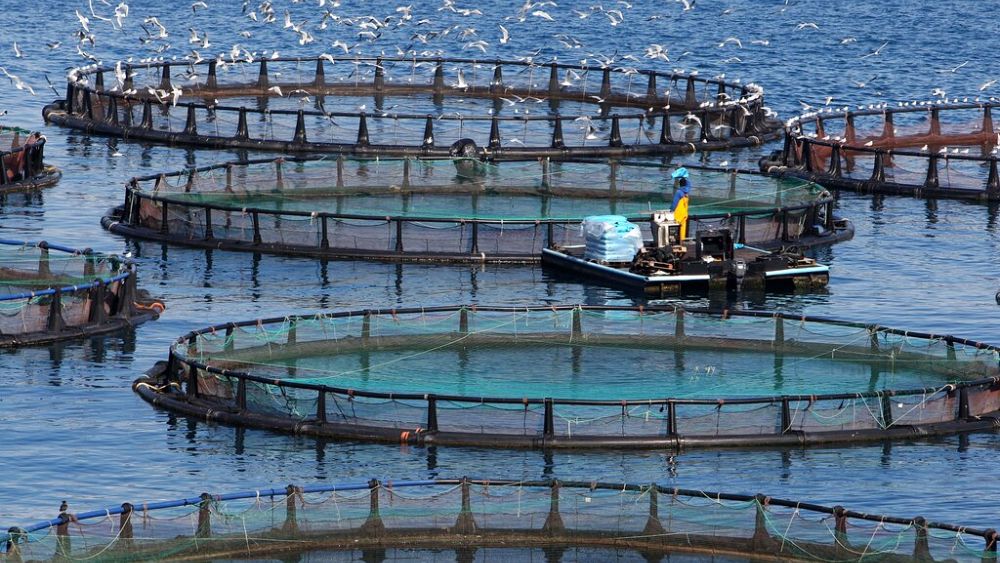 «Μάχη» για την ελληνική ιχθυοκαλλιέργεια | Euronews