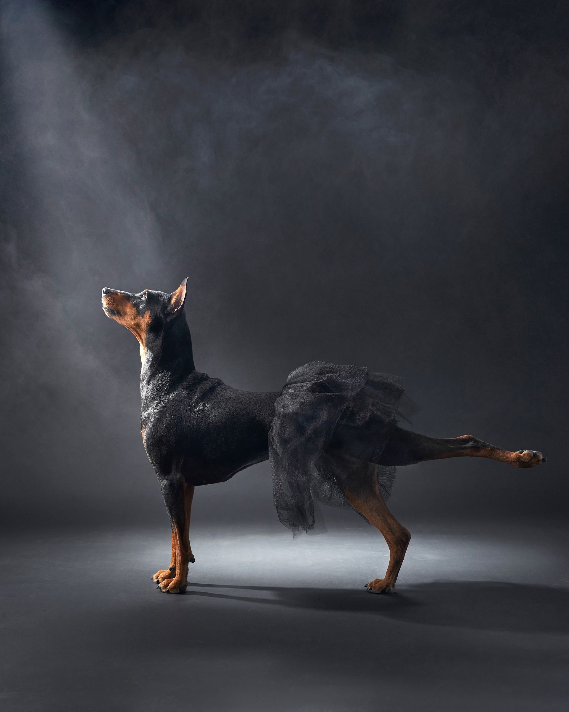 Raise the woof! Here are the adorable winning images of the Dog ...