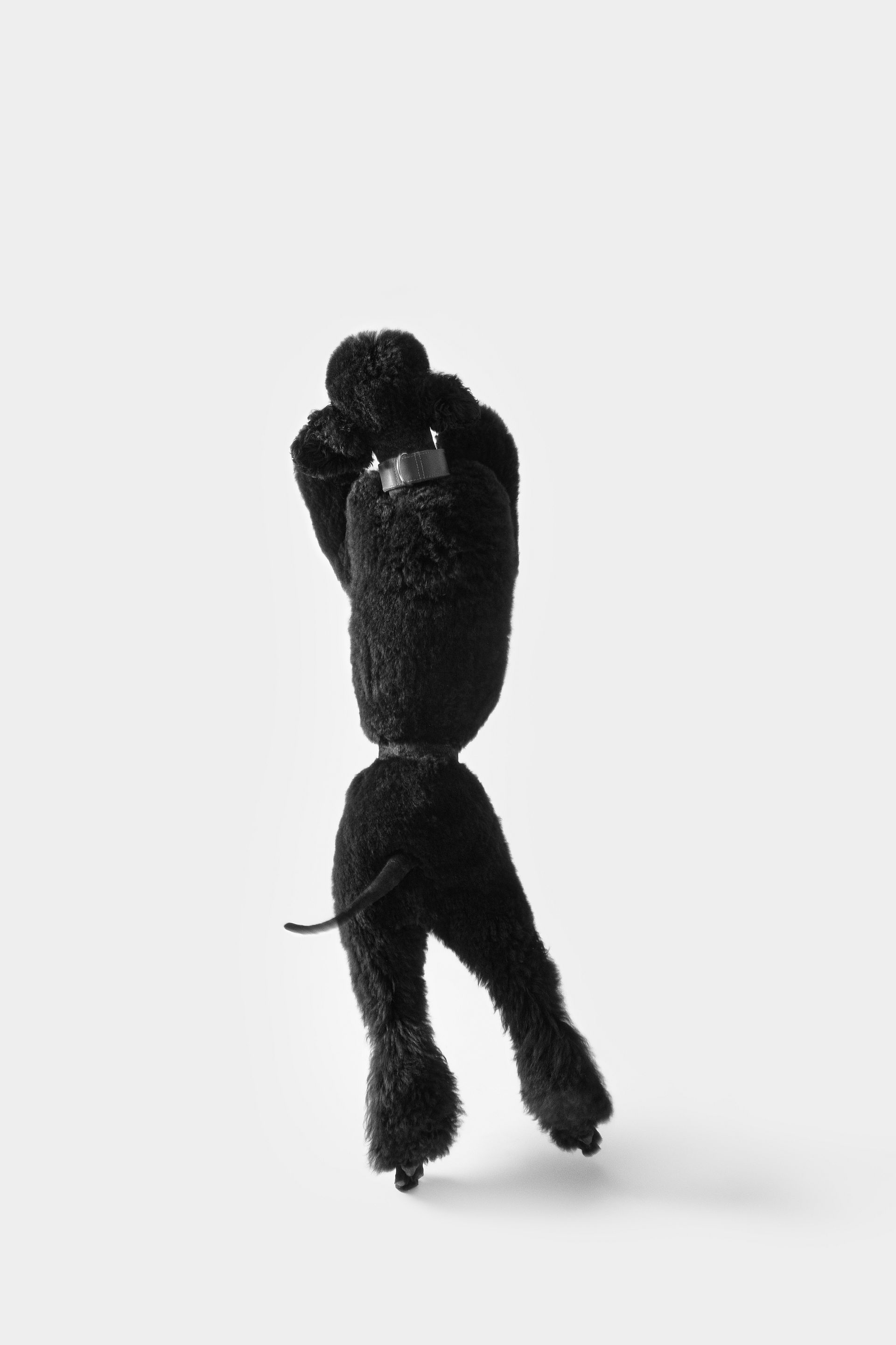 Raise the woof! Here are the adorable winning images of the Dog ...