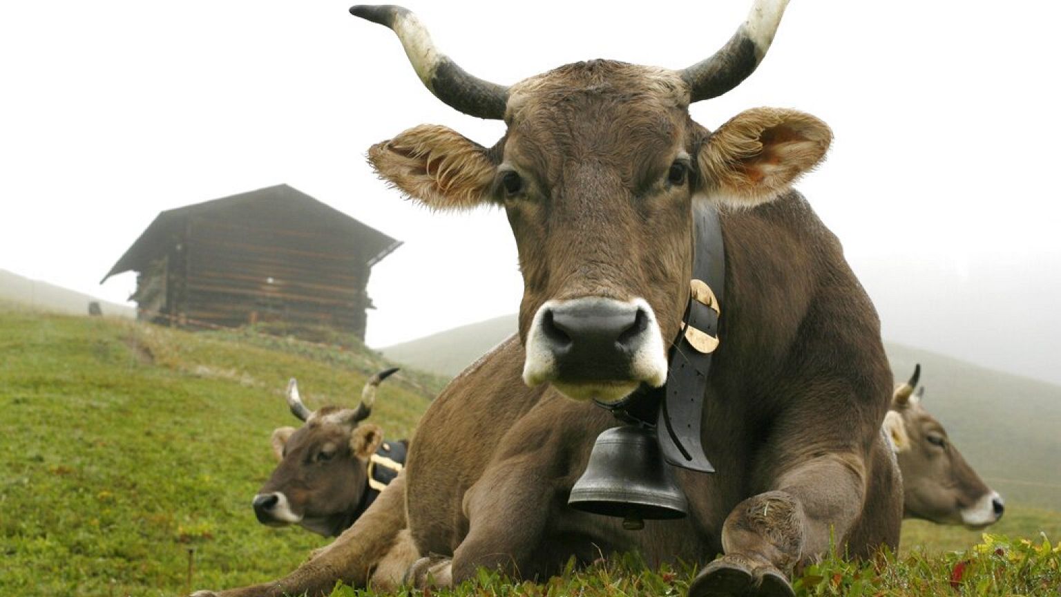 Newcomers ring the changes for traditional cowbells in picturesque ...