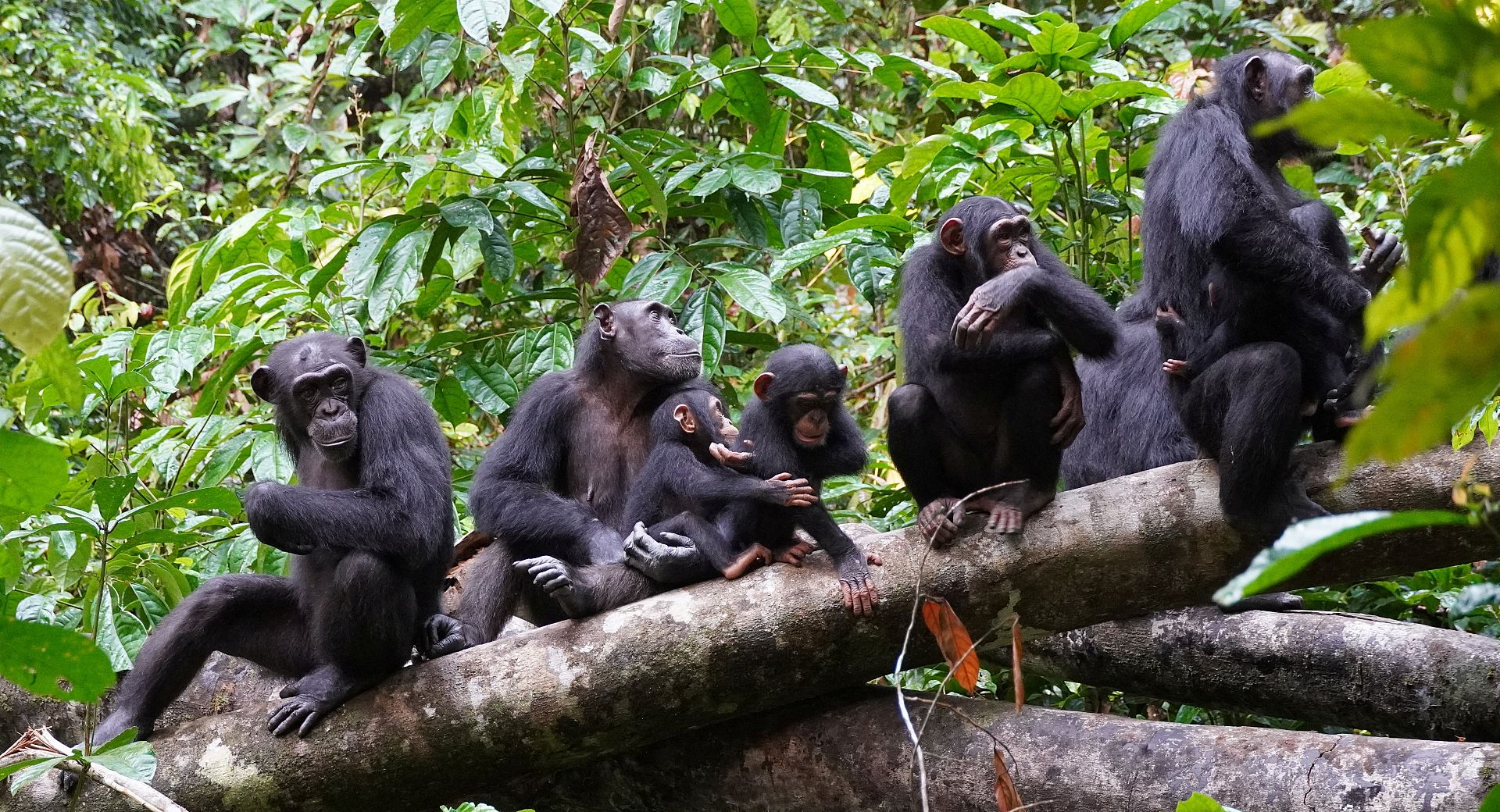Chimpanzees use military-style tactics to spy on other groups, study ...