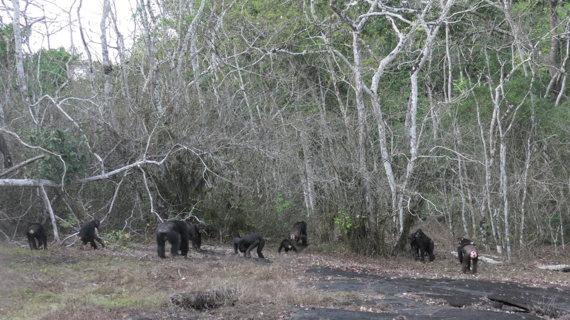 Chimpanzees use military-style tactics to spy on other groups, study ...