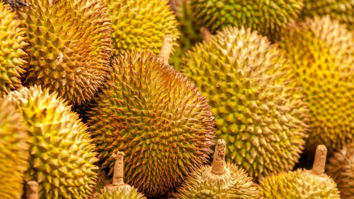 Durian and dancing in Davao: Experience the Philippines like a local at ...