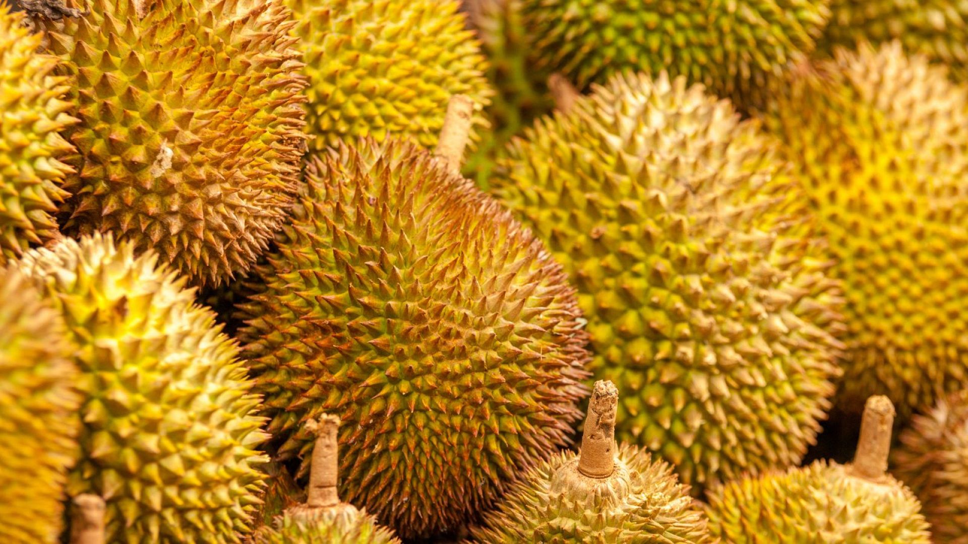 Durian and dancing in Davao: Experience the Philippines like a local at ...