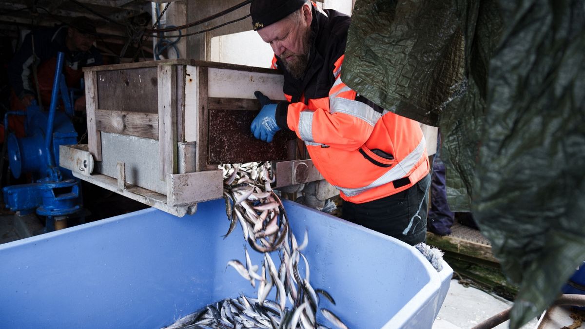 Baltic herring population threatened by warming sea temperatures | Euronews