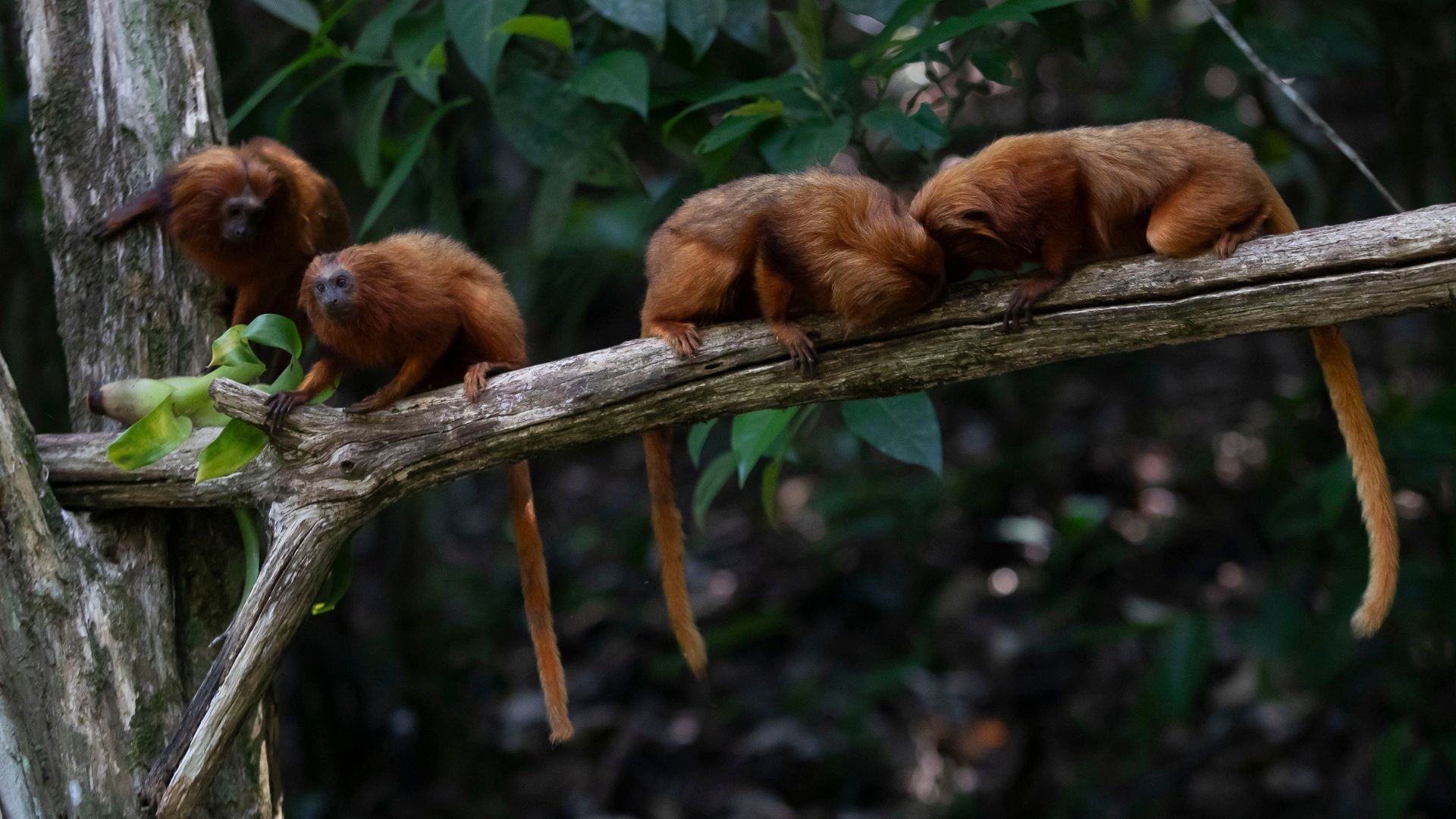 How are green corridors saving one of Brazil’s most endangered species ...