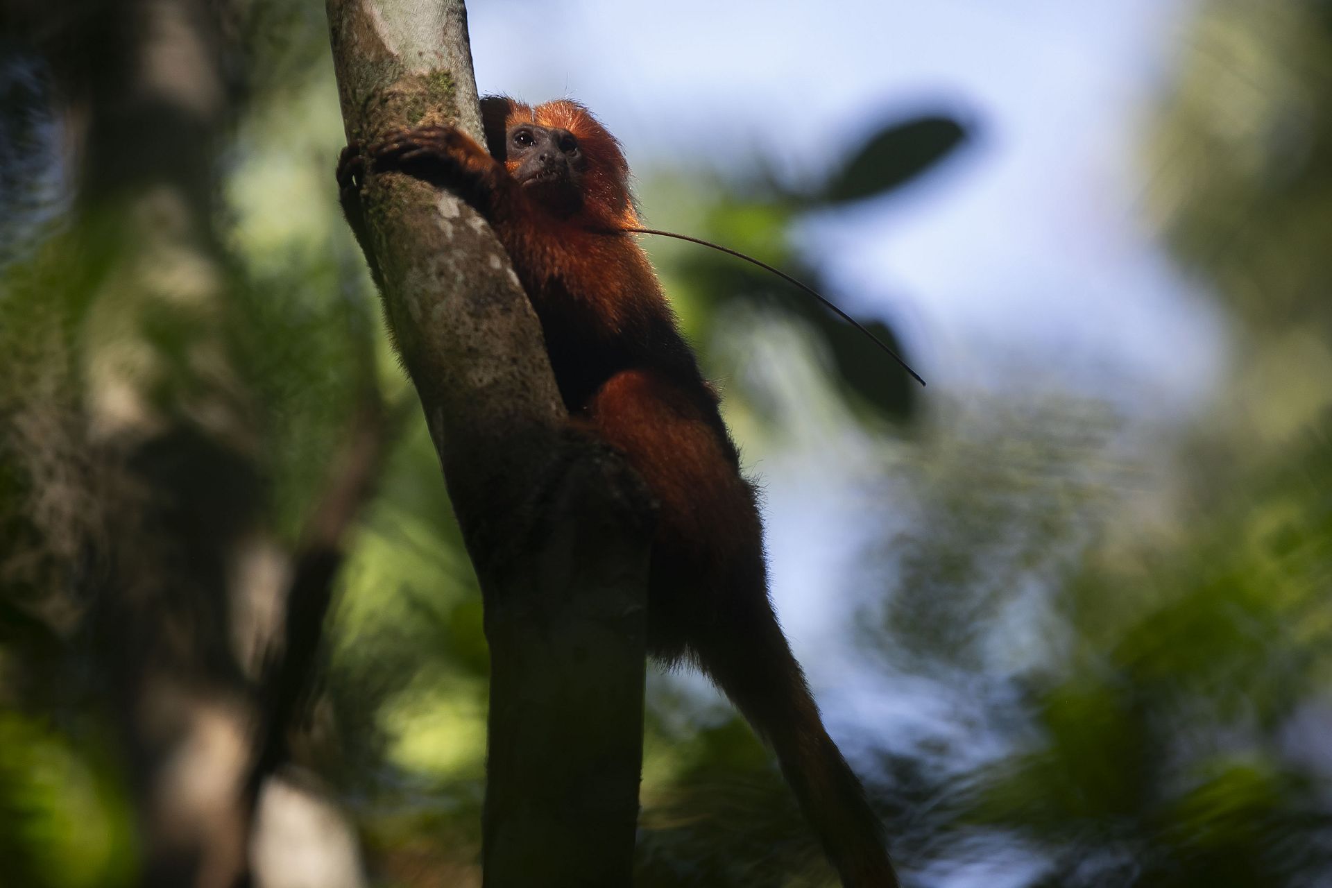 How are green corridors saving one of Brazil’s most endangered species ...