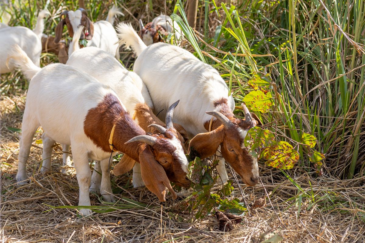 Goats brought on board by Australian rail company to tackle fire risk ...