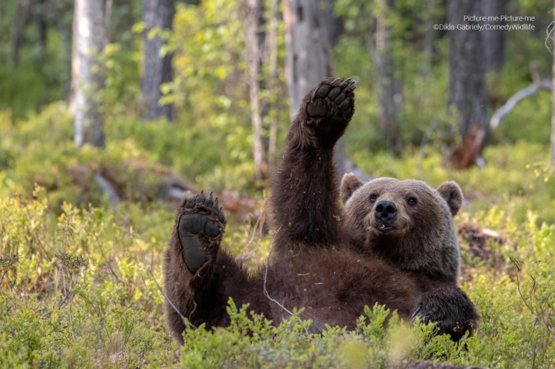 The best of the Comedy Wildlife Photography Awards finalists 2023 | Euronews