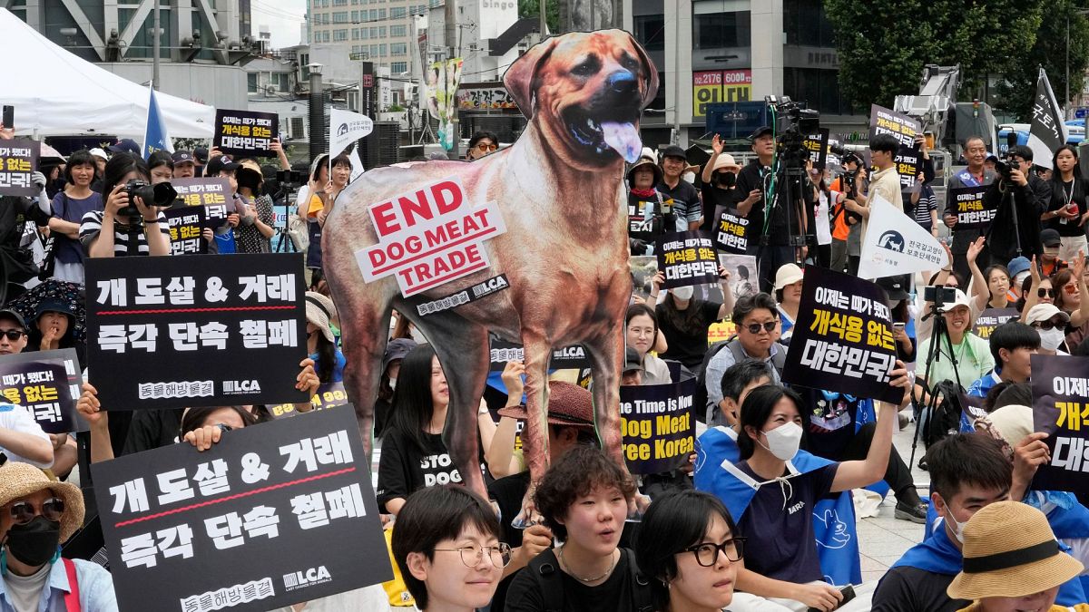'Historic win for animals': South Korea bans sale and production of dog ...