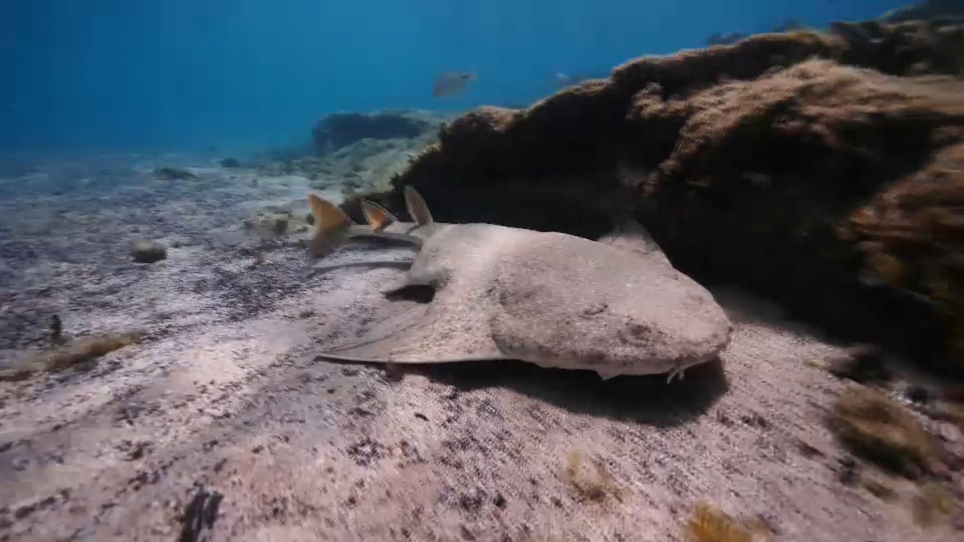 Shark SOS: The initiatives seeking to revive Europe's predator ...