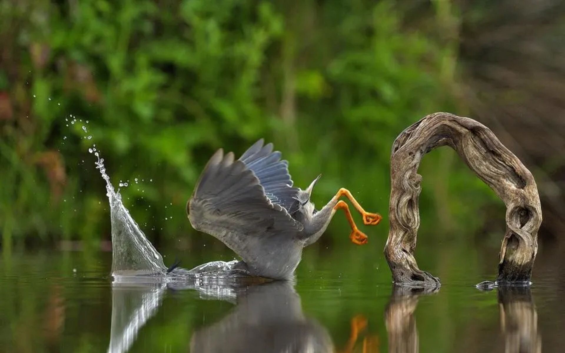 Feast your eyes on the 2023 Comedy Wildlife Photography Awards winners ...