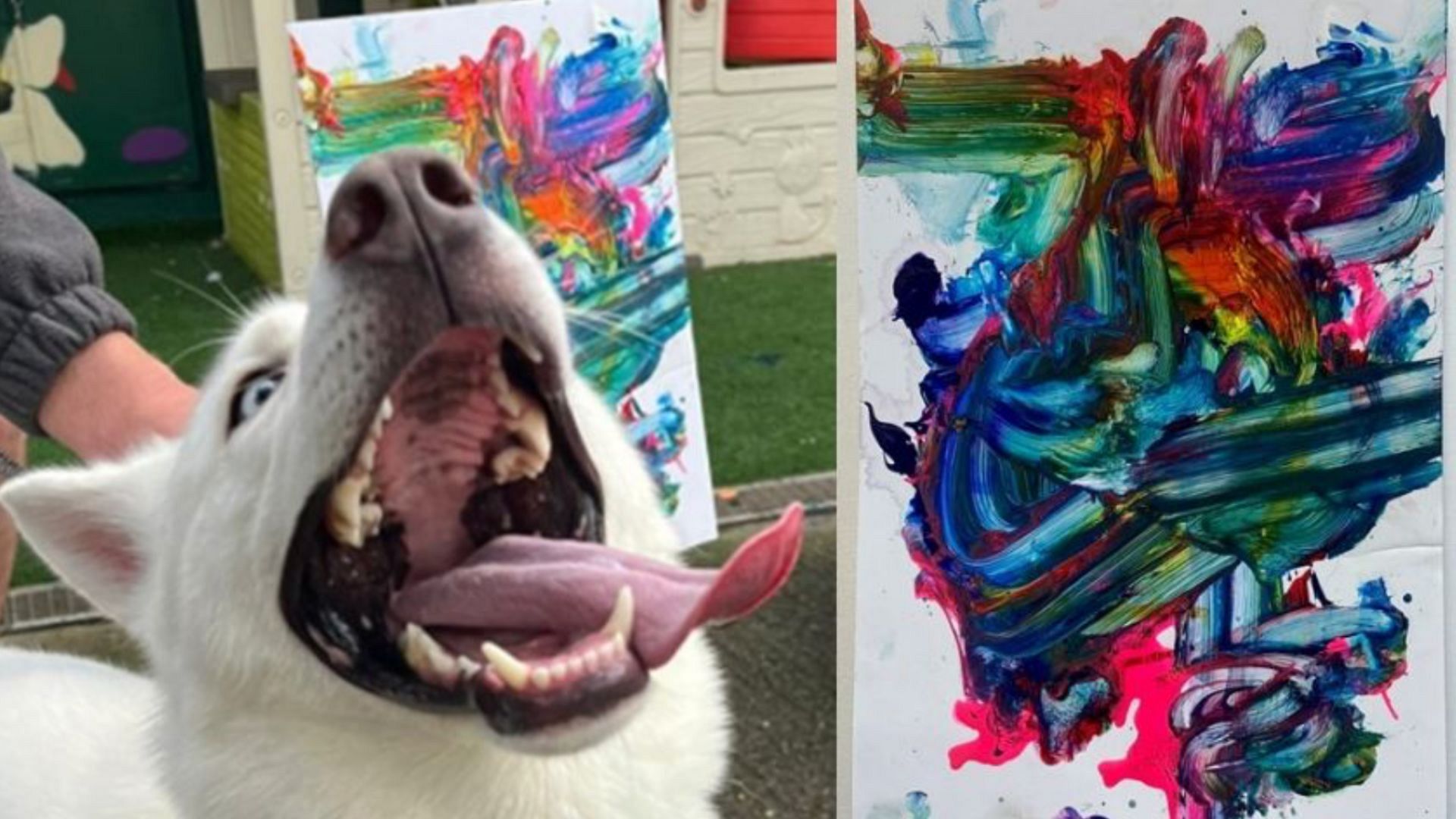 Bristol animal rescue shelter tackles funding crisis with auction of ...