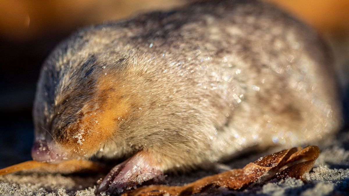 ‘More precious than gold’: How a long lost mole was rediscovered with ...