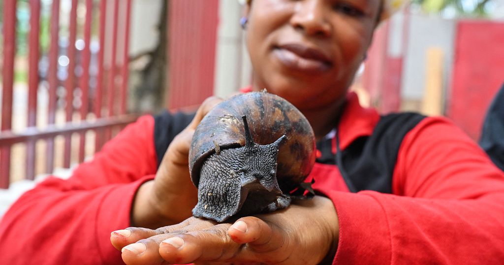 Giant snail farms are booming in Ivory Coast | Africanews