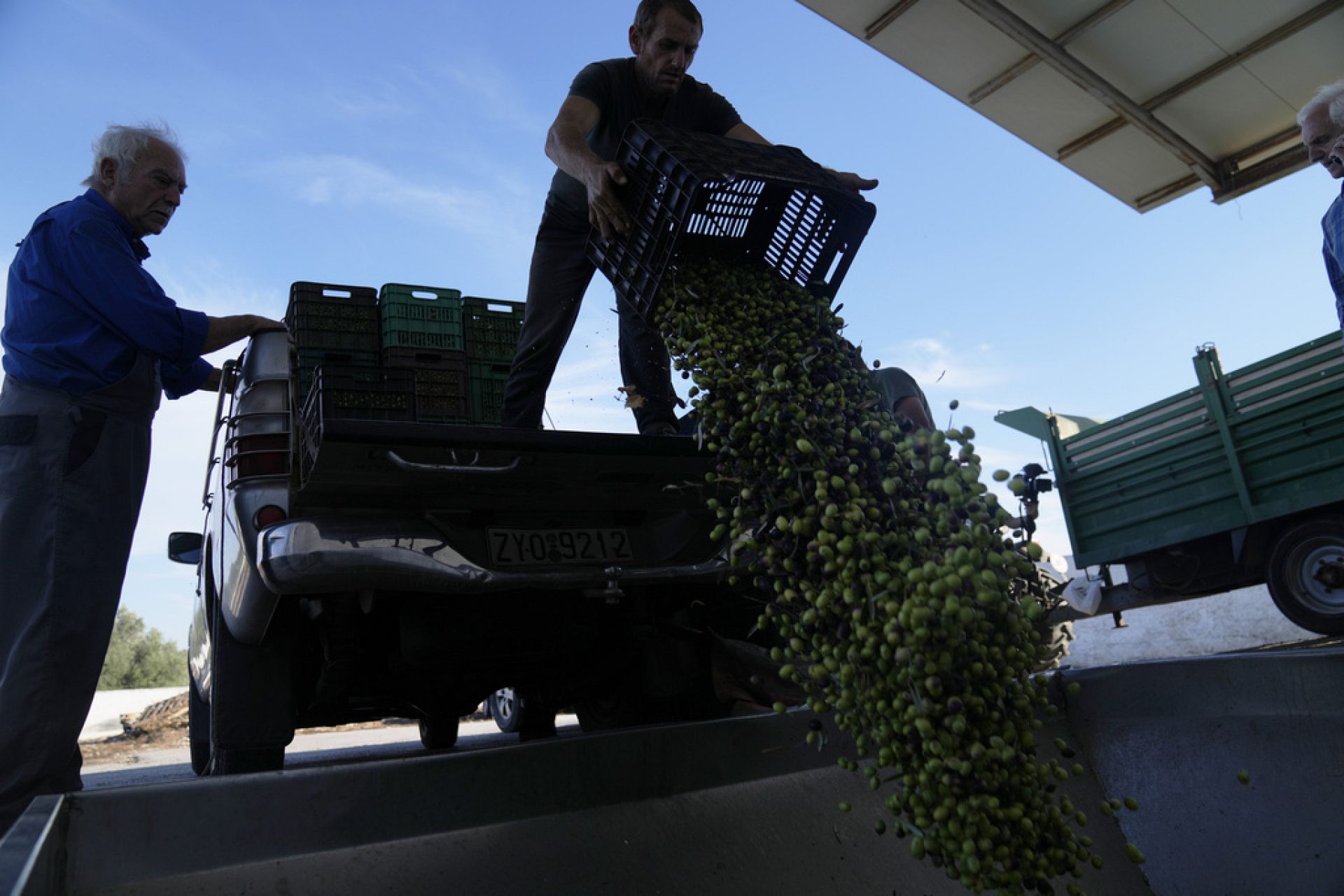 Is your olive oil legal? Theft and fraud rampant across the ...