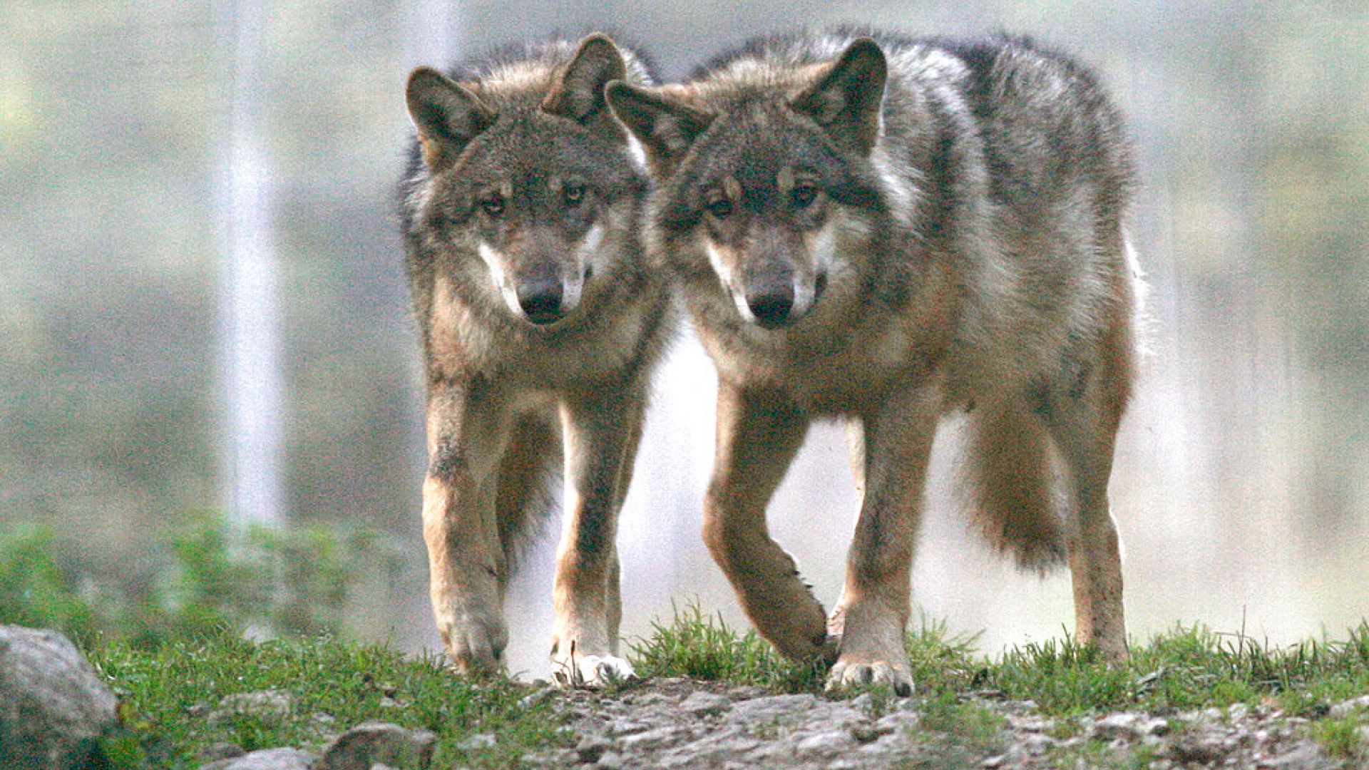 Brussels proposes lighter protection for Europe’s growing wolf ...