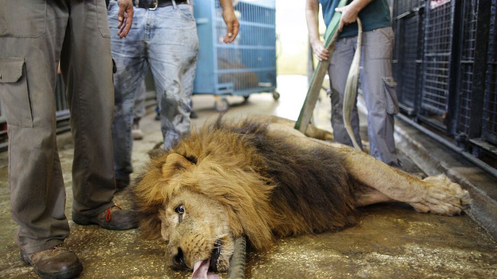 Police in Kenya suspect a man was attacked by a lion while riding a ...