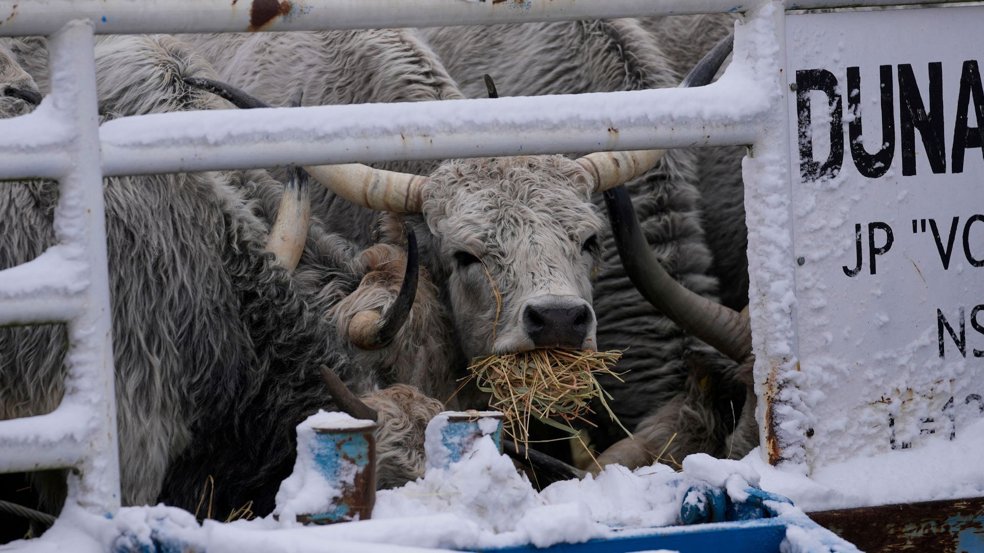 ‘They had nothing to eat’: Farmers rescue nearly 200 cows and horses ...