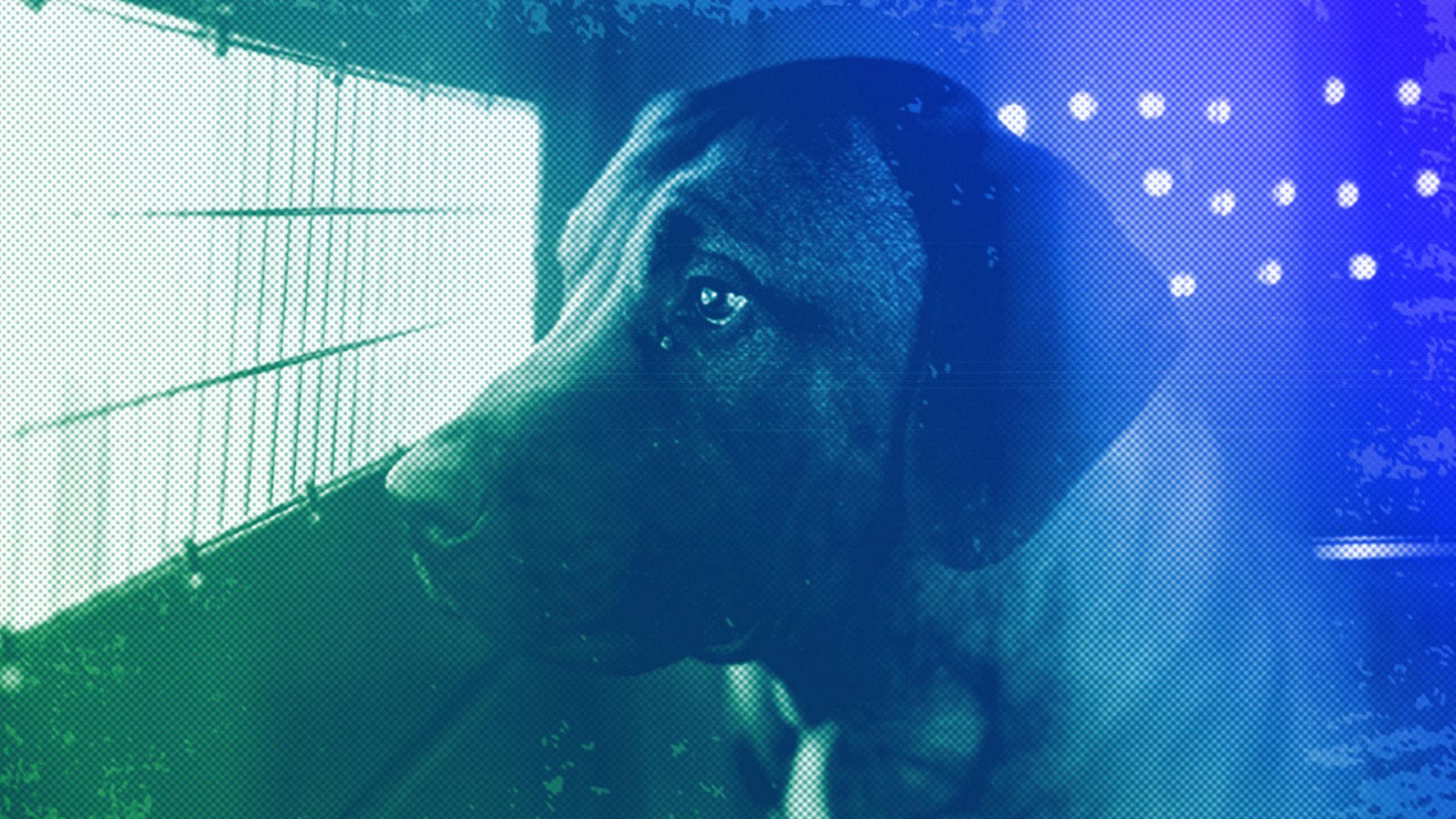 It’s time to rally around South Korea’s bold stance to end the dog meat ...