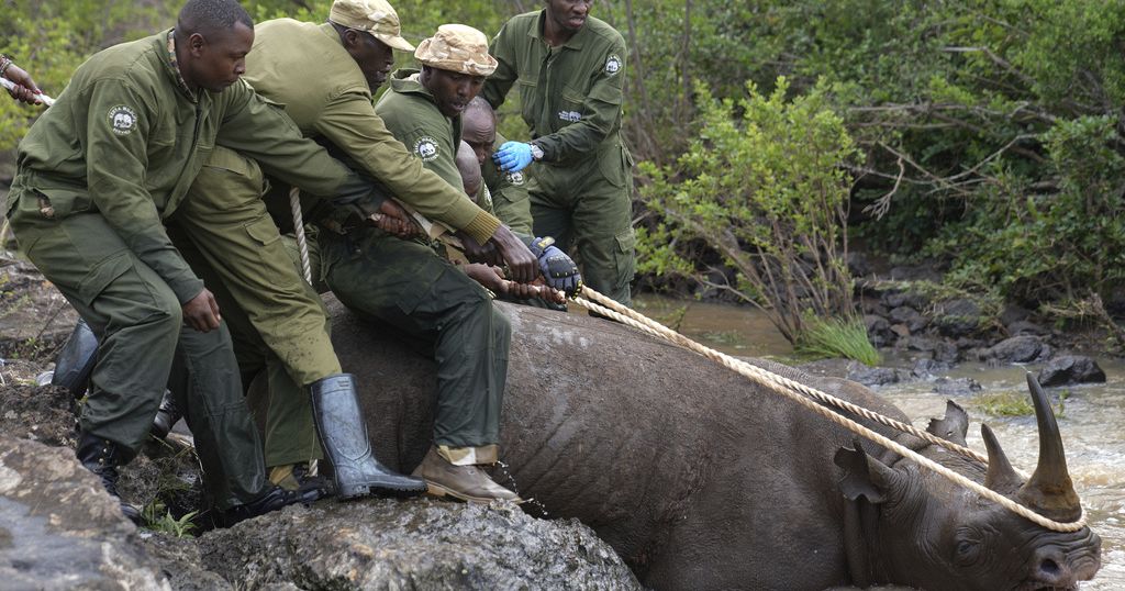 21 black rhinos relocated to Kenya's Loisaba Conservancy | Africanews